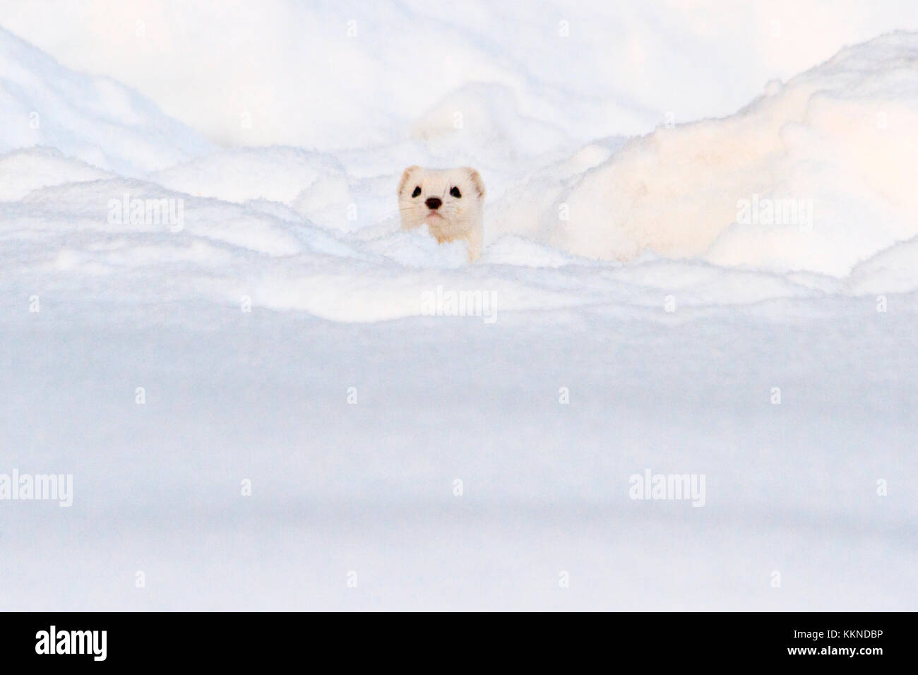 White Weasel High Resolution Stock Photography and Images - Alamy