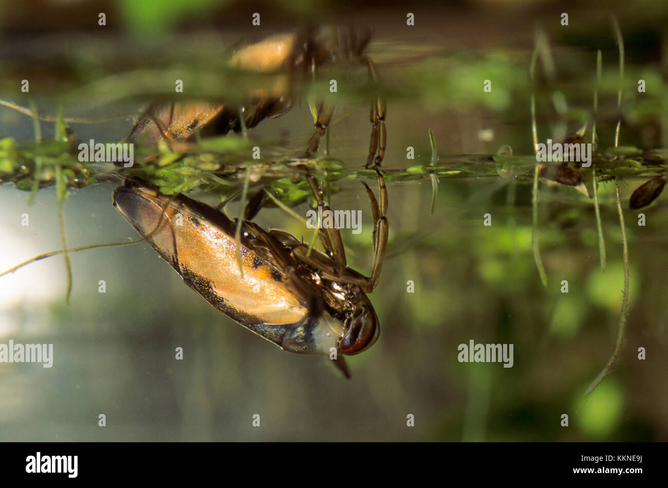 Notonecte glauque hi-res stock photography and images - Alamy