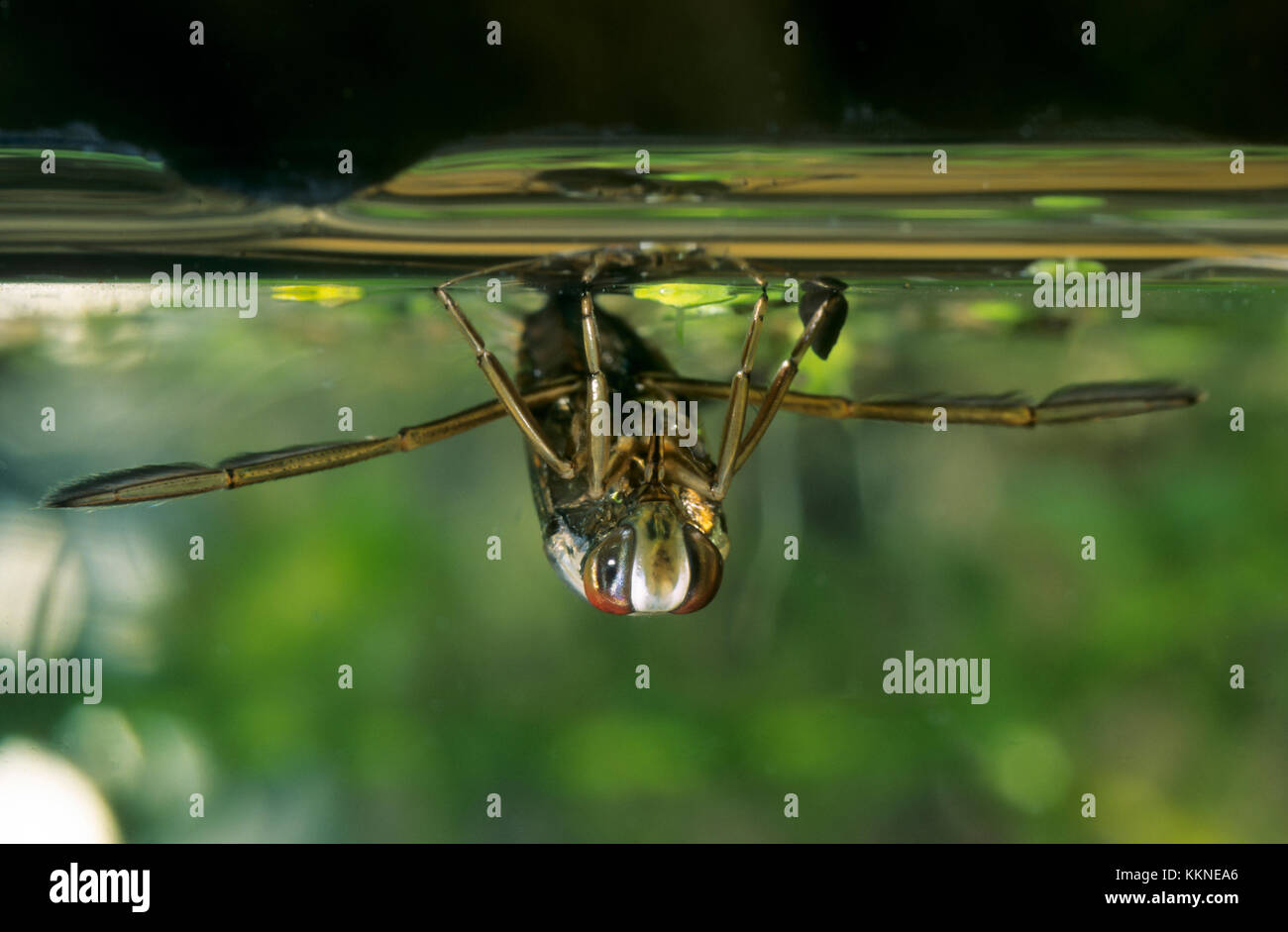 Gemeiner Rückenschwimmer, Rückenschwimmer, Notonecta glauca, common ...