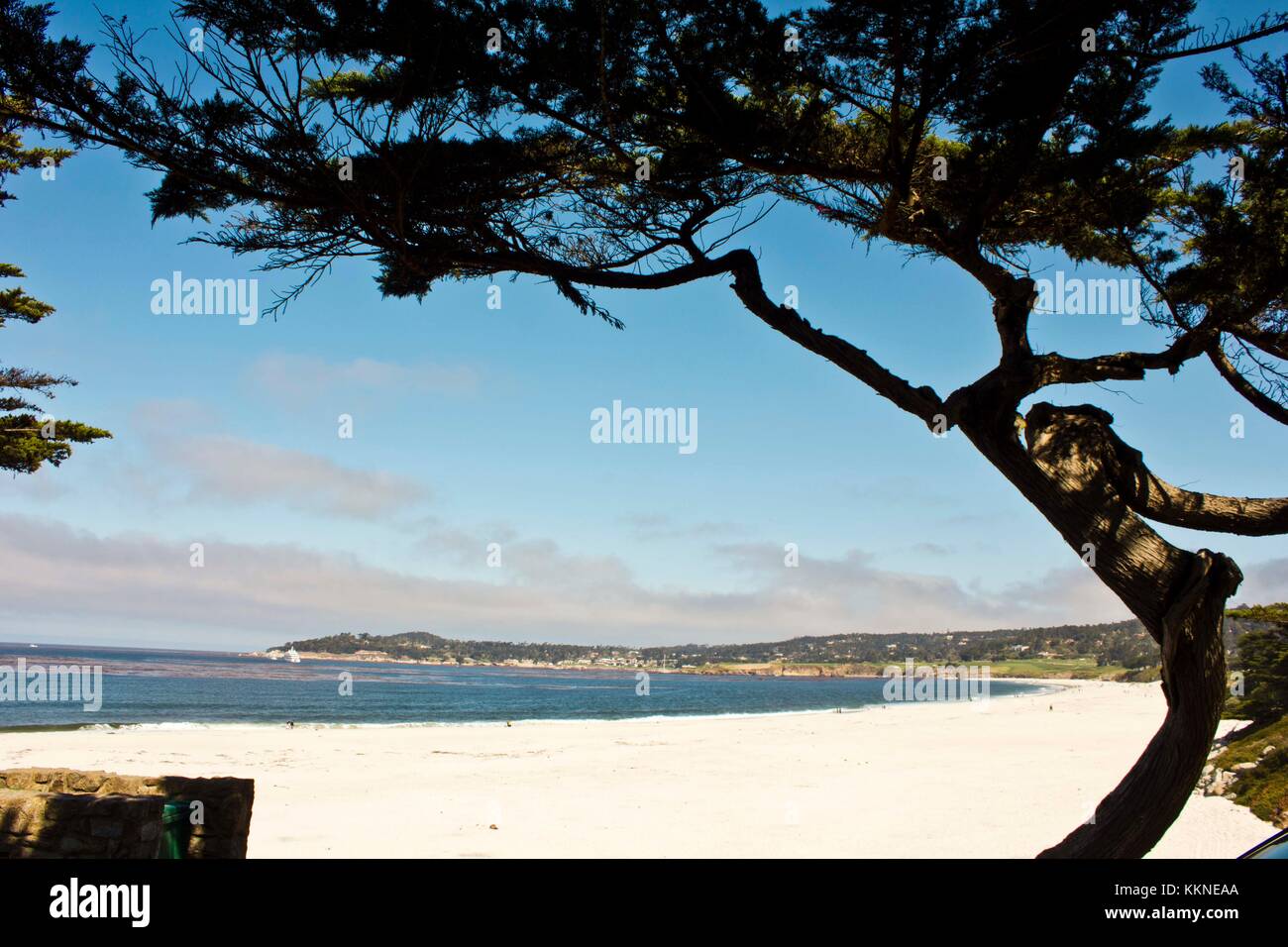 CARMEL, USA - AUGUST 14 2014: Tree in Carmel by the Sea Beach in ...