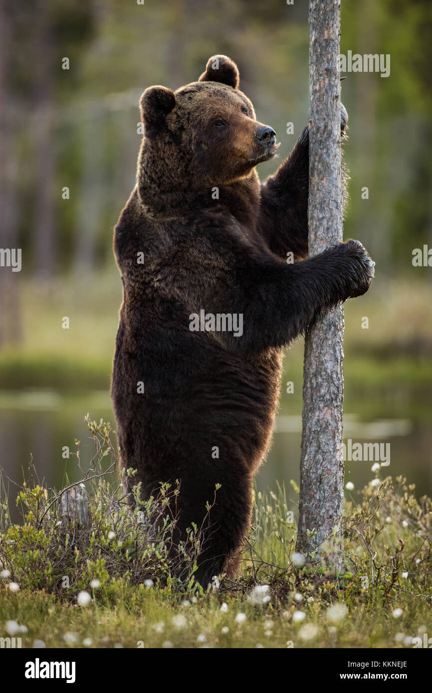 Bear scratching tree hi-res stock photography and images - Alamy