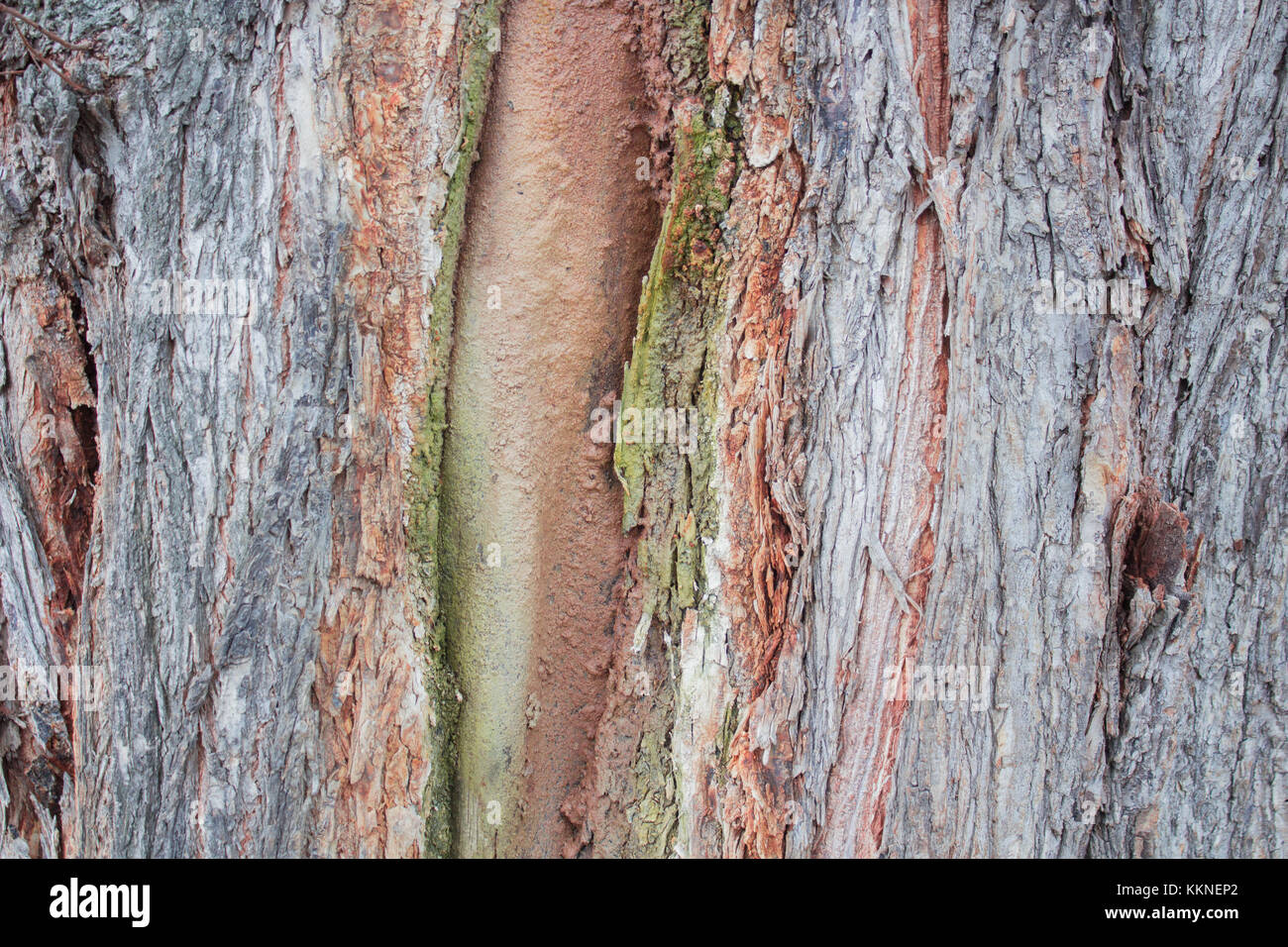 This background is from a burst tree bark Stock Photo - Alamy