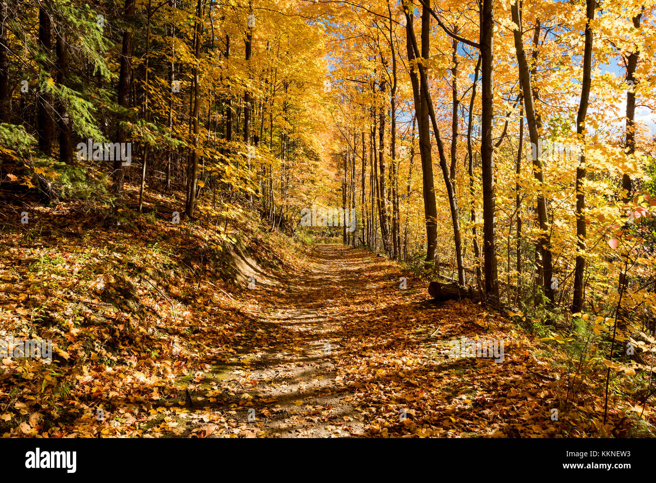 Forest fall trail Stock Photo - Alamy