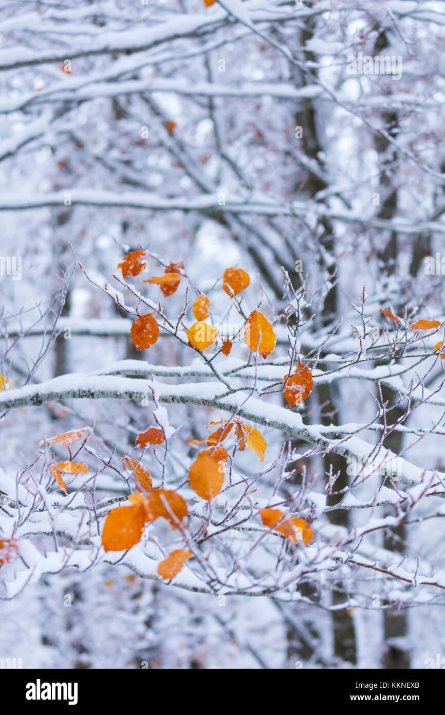 HAYA - BEECH (Fagus sylvatica), Snowy forest in autumn, Sierra ...