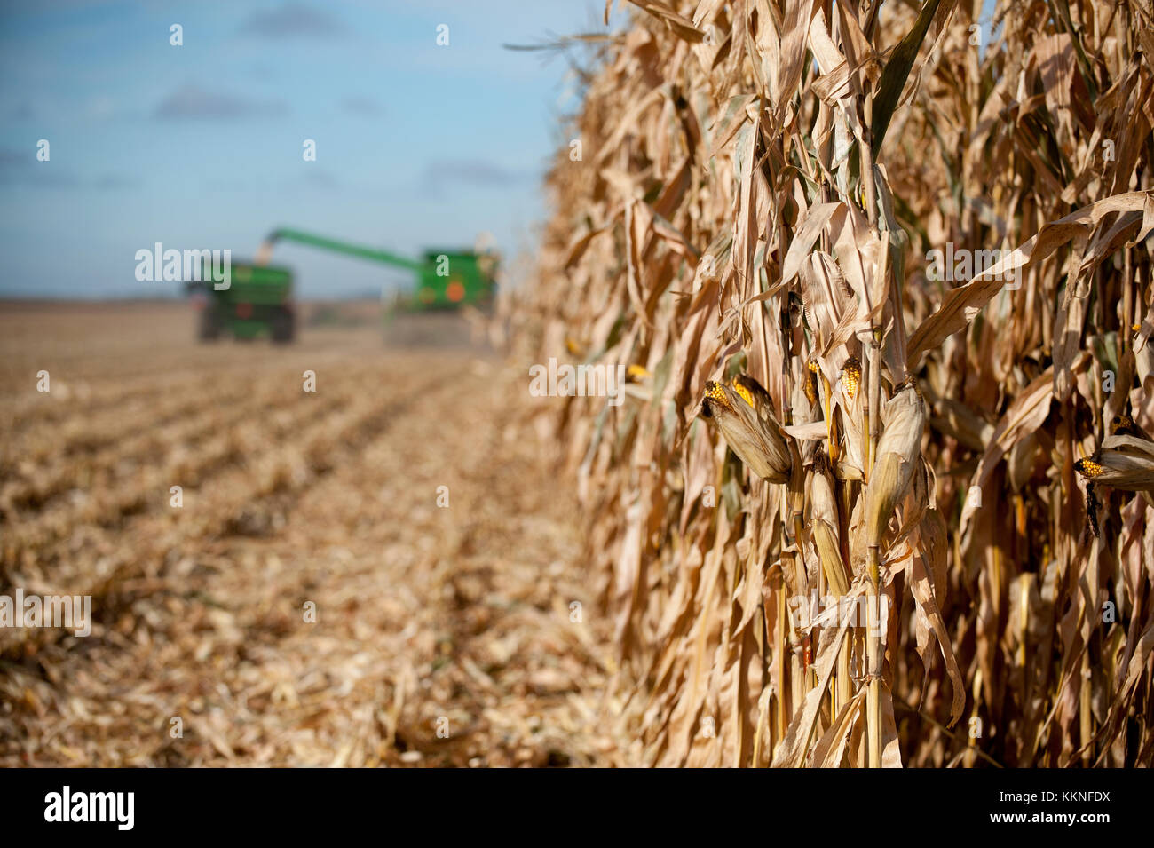 COMBINE HARVESTING CORN IN UTICA, MINNESOTA Stock Photo - Alamy