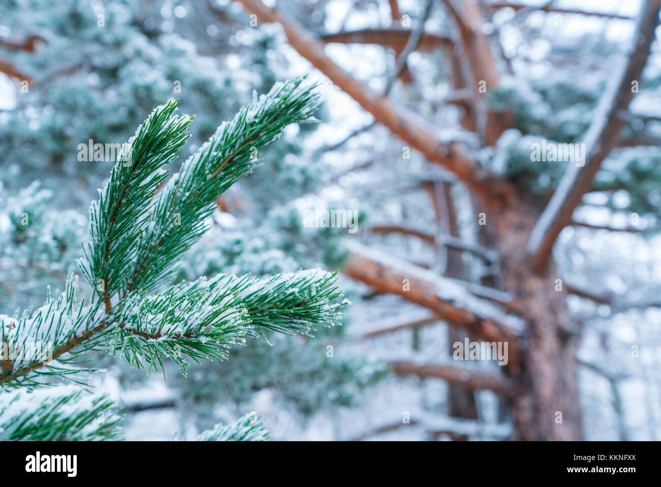 Pino silvestre scots pine hi-res stock photography and images - Alamy
