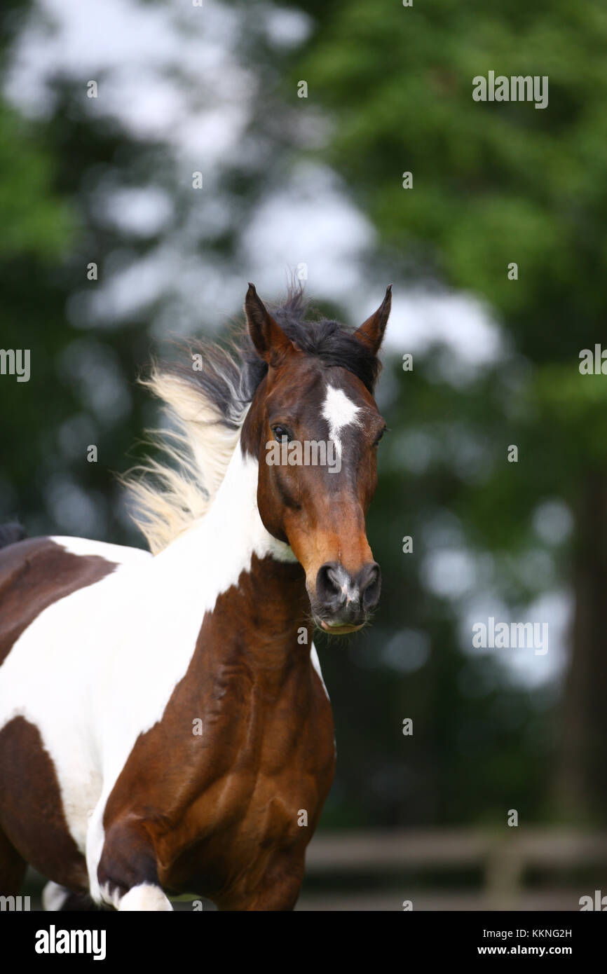 Tennessee Walker Horse Stock Photos & Tennessee Walker Horse Stock ...
