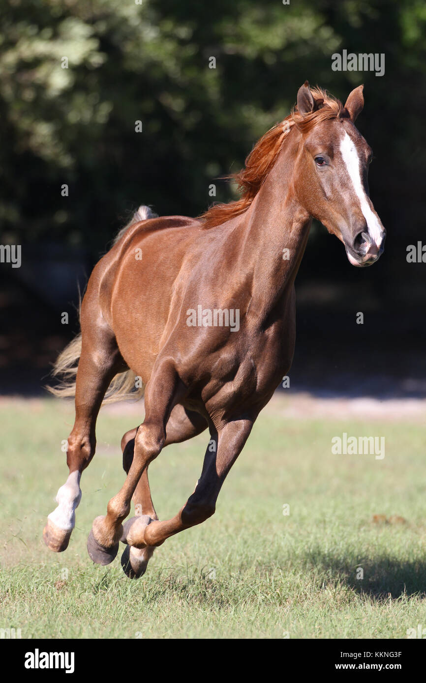 Tennessee Walker Horse Stock Photos & Tennessee Walker Horse Stock ...