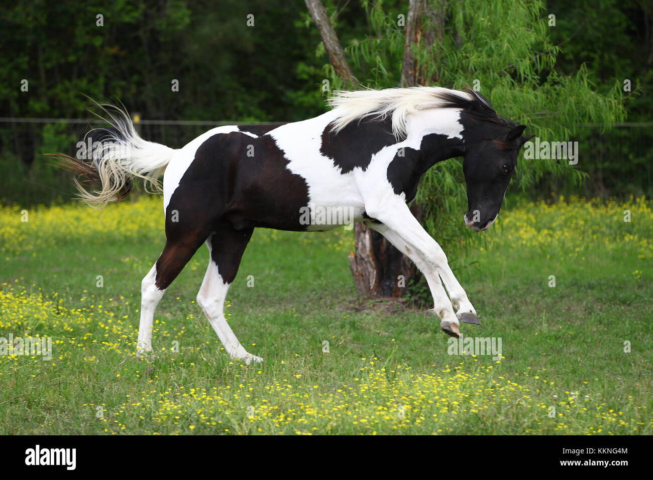Tennessee Walker Horse Stock Photos & Tennessee Walker Horse Stock ...