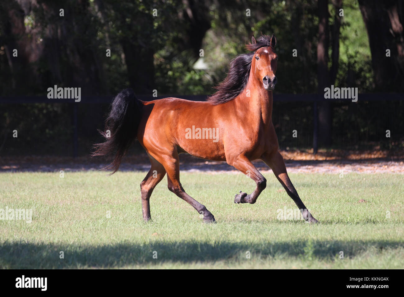 Tennessee Walker Horse Stock Photos & Tennessee Walker Horse Stock ...