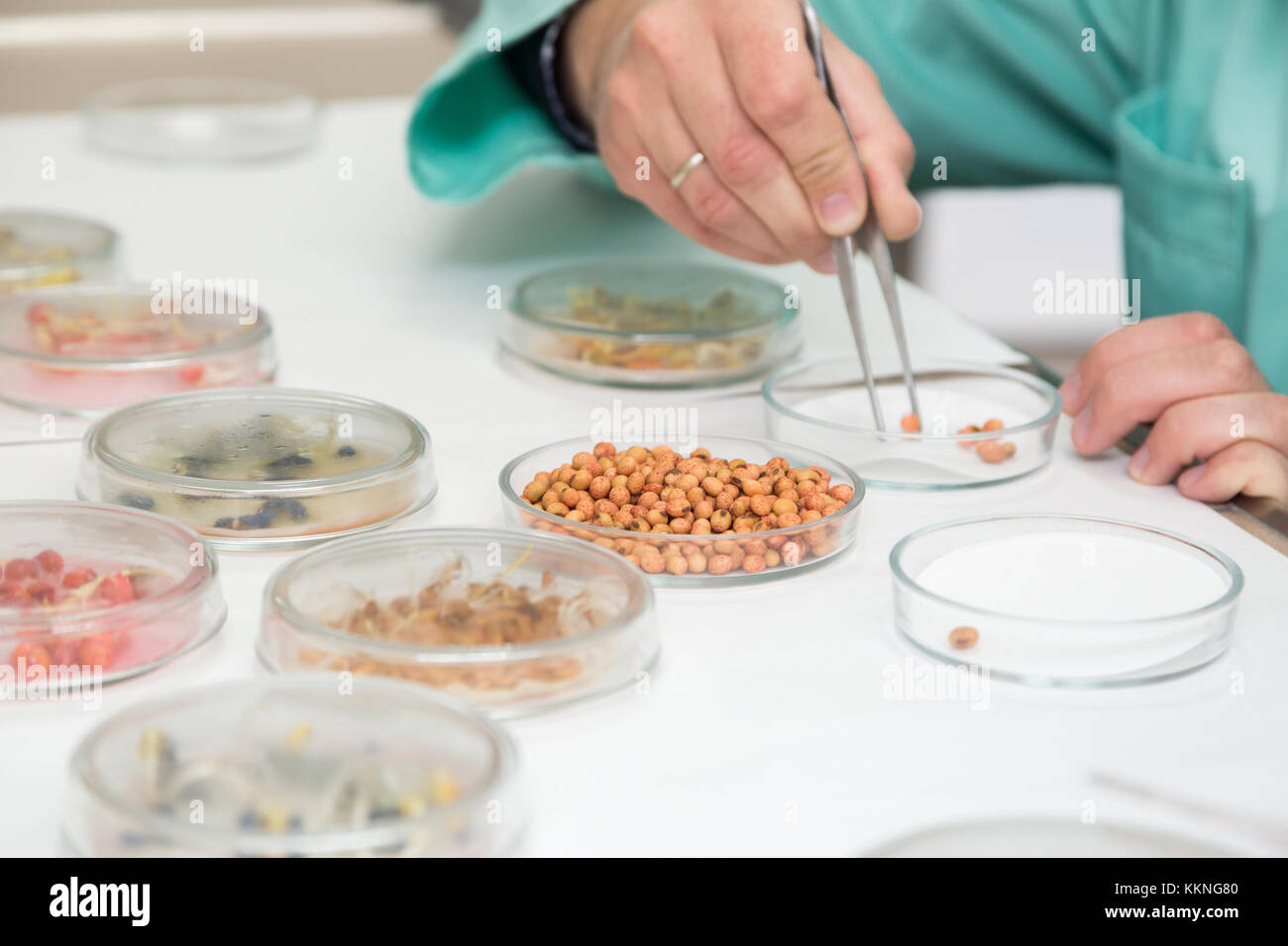 Working with biological material in the laboratory. Hand with tweezers ...