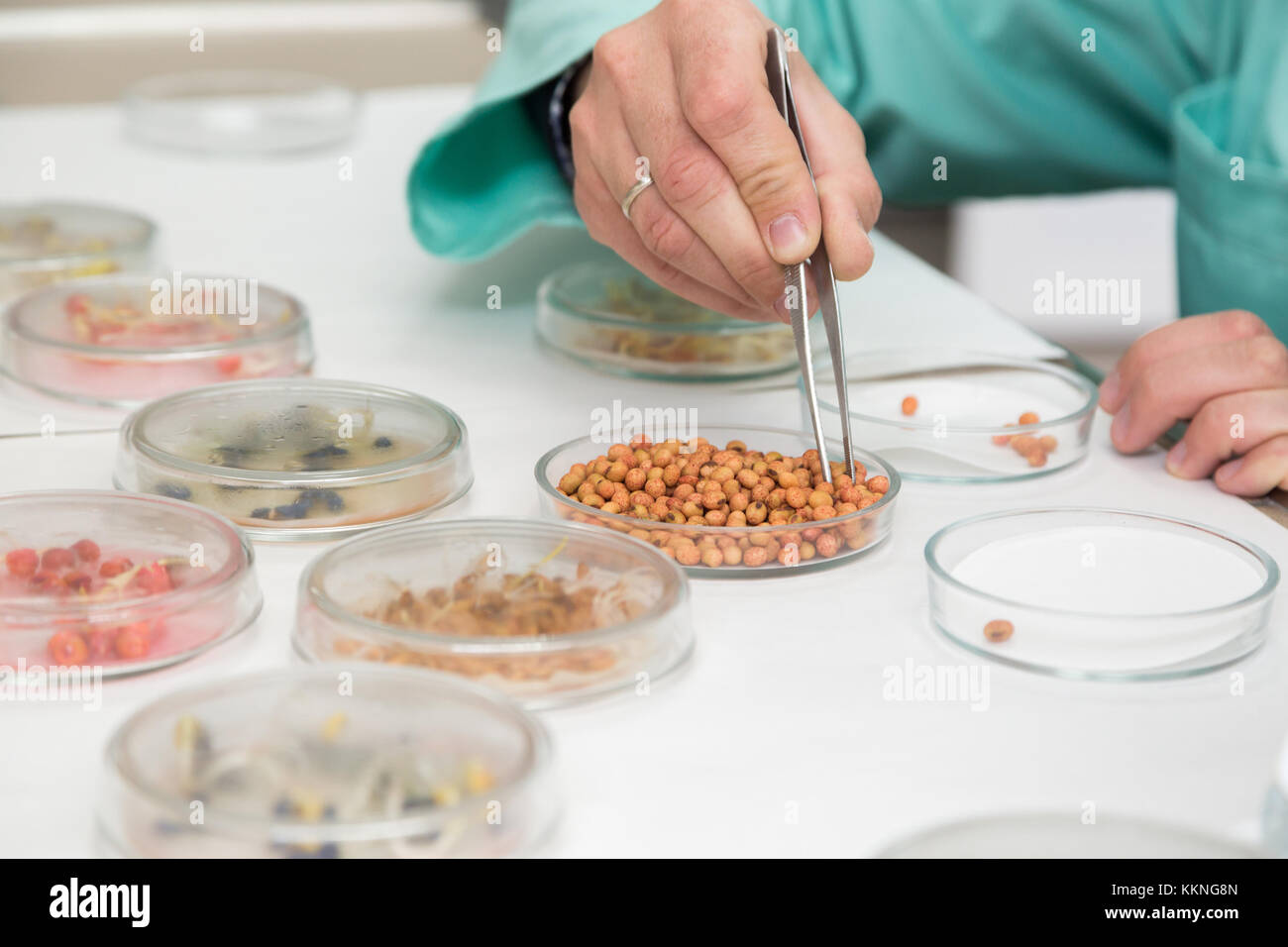 Working with biological material in the laboratory. Hand with tweezers ...