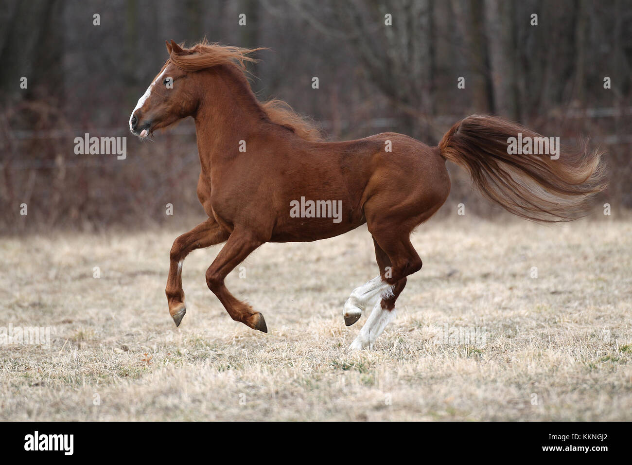 Hackney Pony Cantering Stock Photo - Alamy