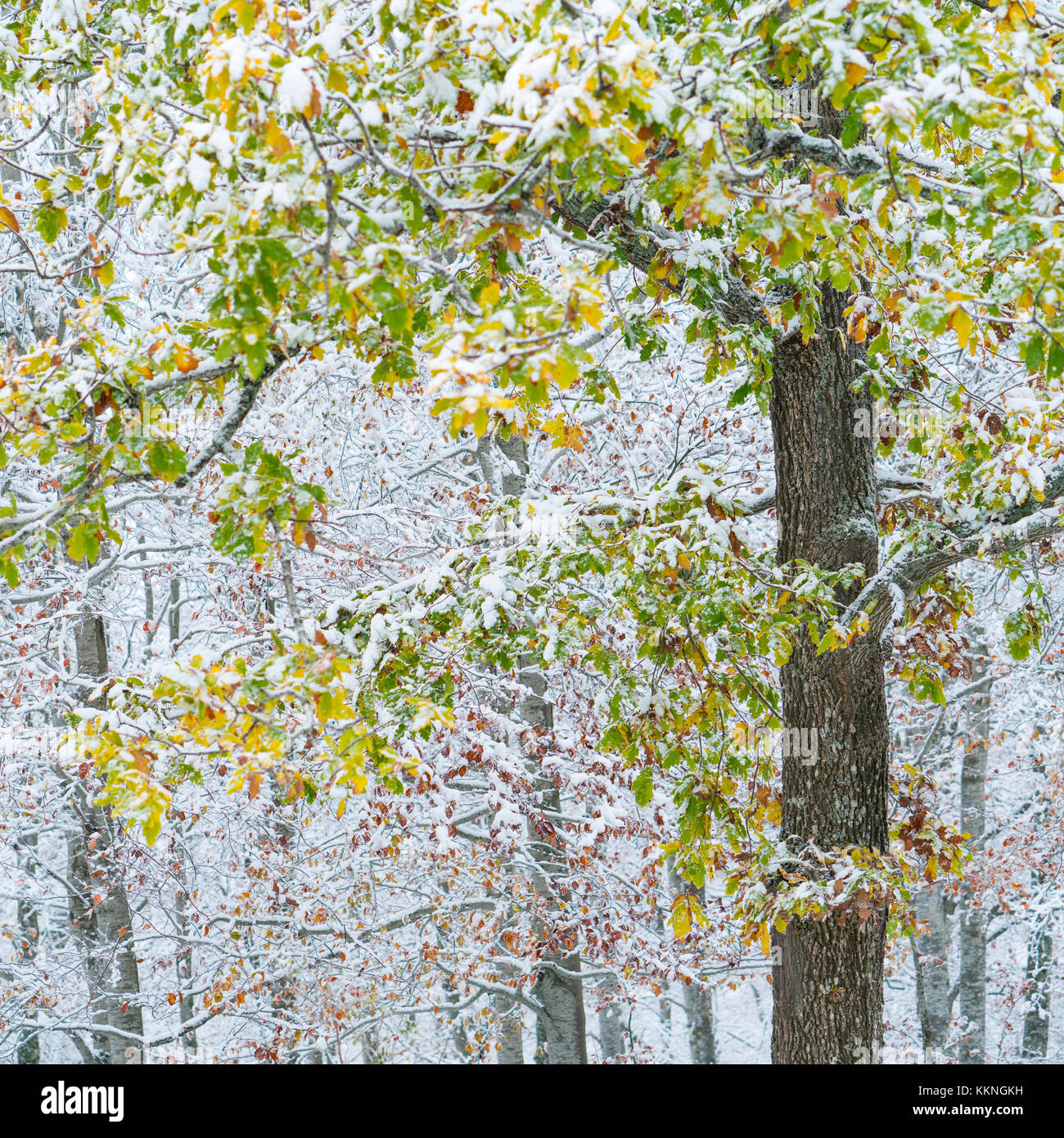OAK - ROBLE, Snowy forest in autumn, Sierra Cebollera Natural Park, La ...