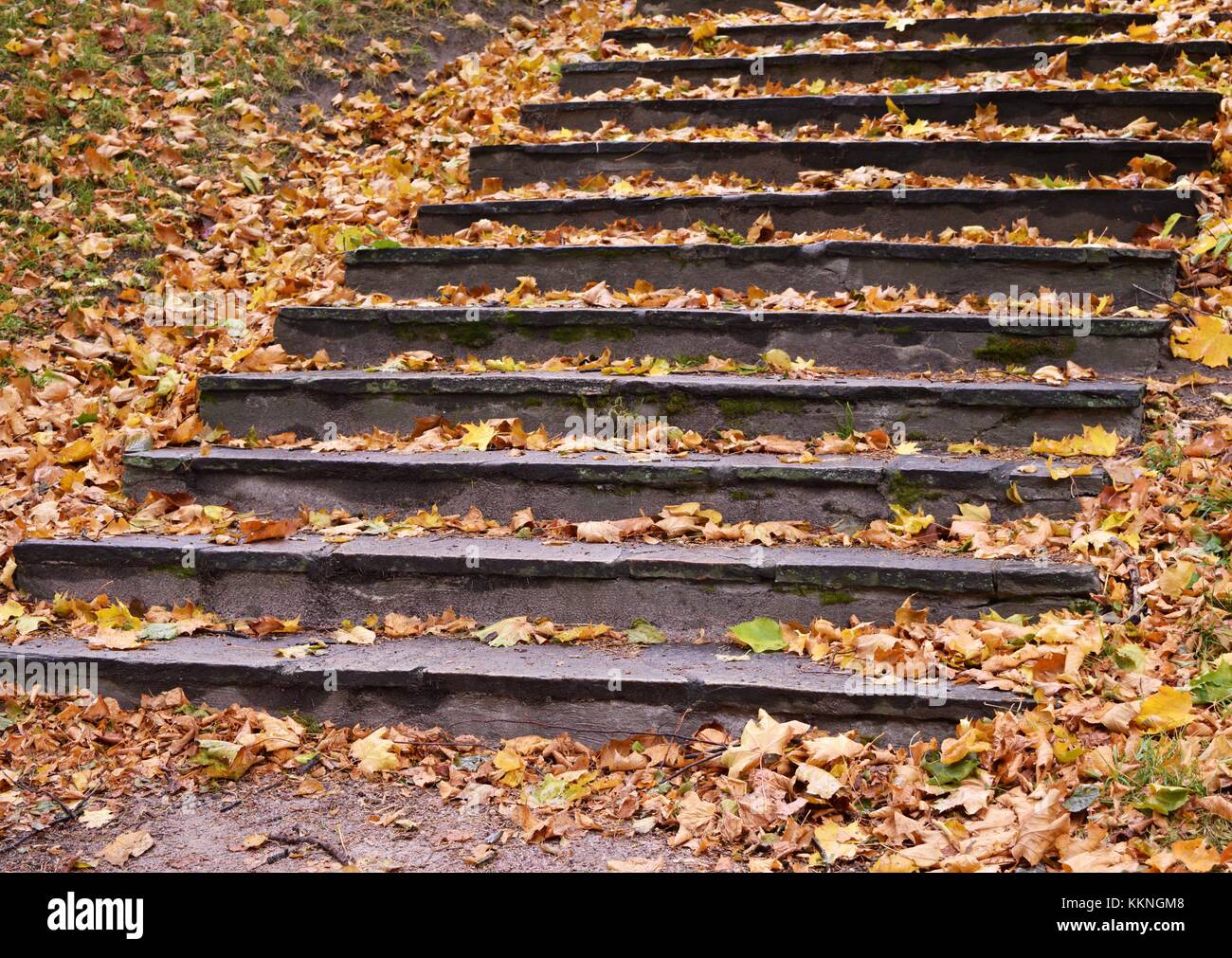 stairs covered with autumn leaves perspective bottom steps focus Stock ...
