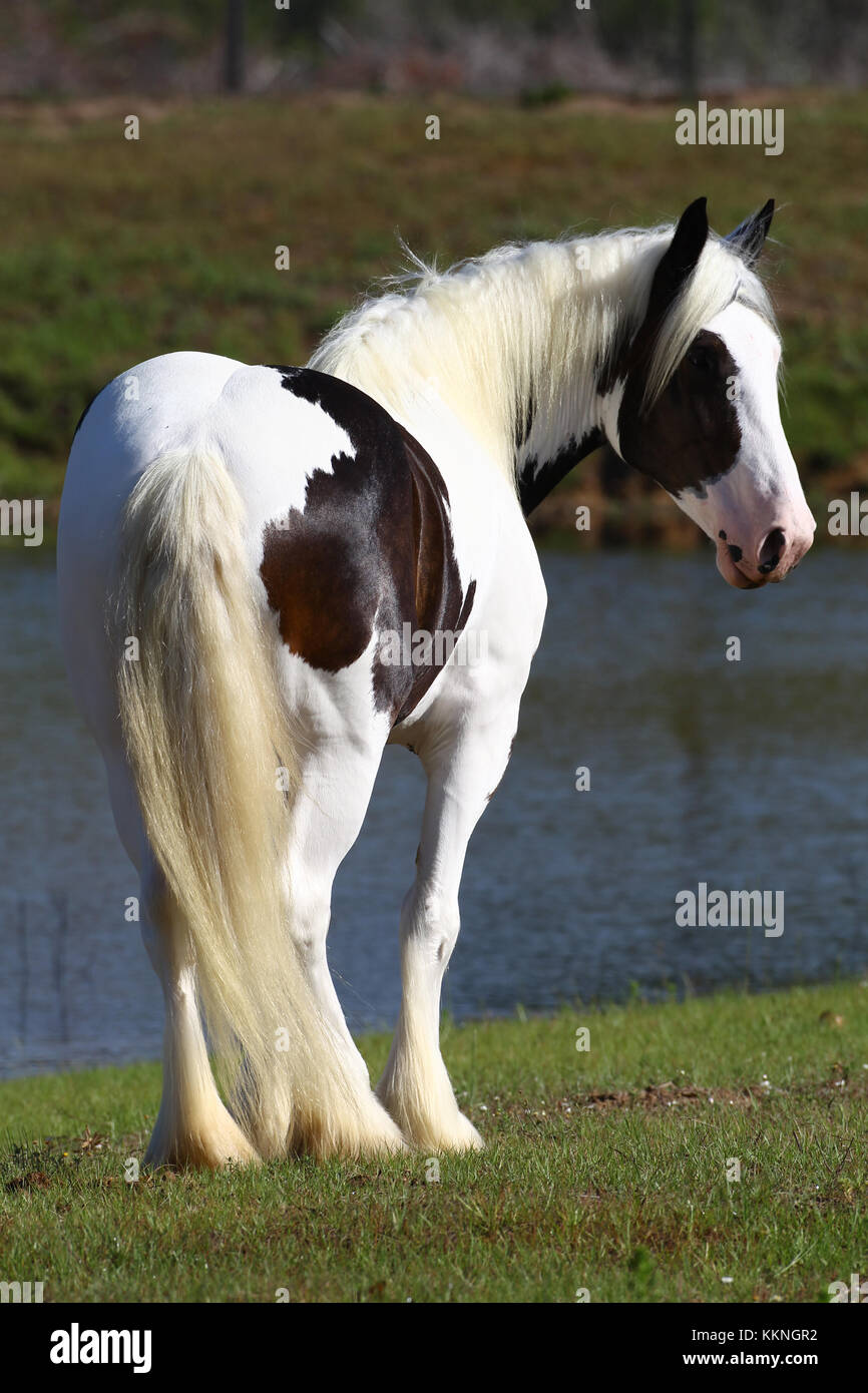 Mare back hi-res stock photography and images - Alamy