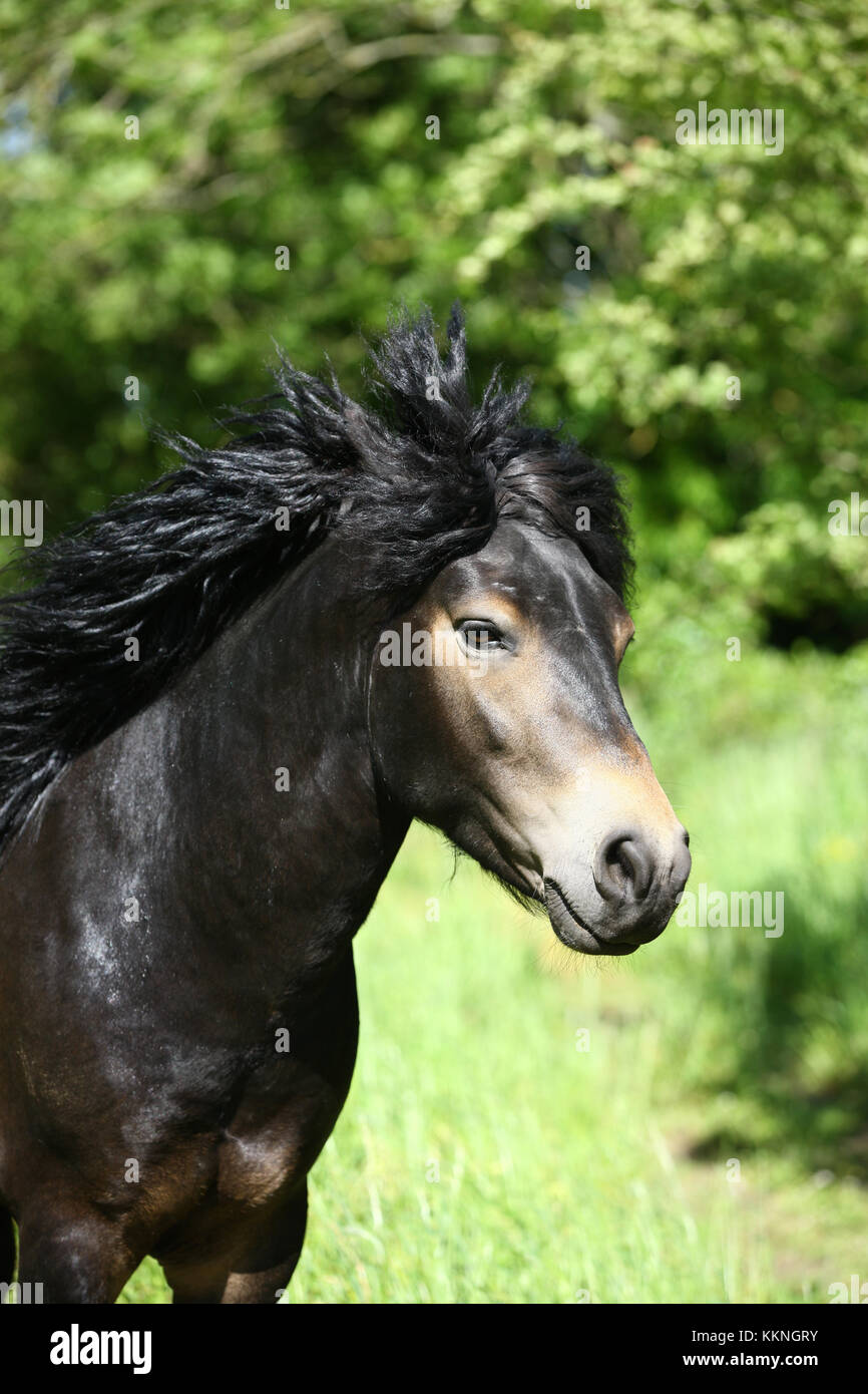 Exmoor Pony Stallion Headshot Stock Photo - Alamy