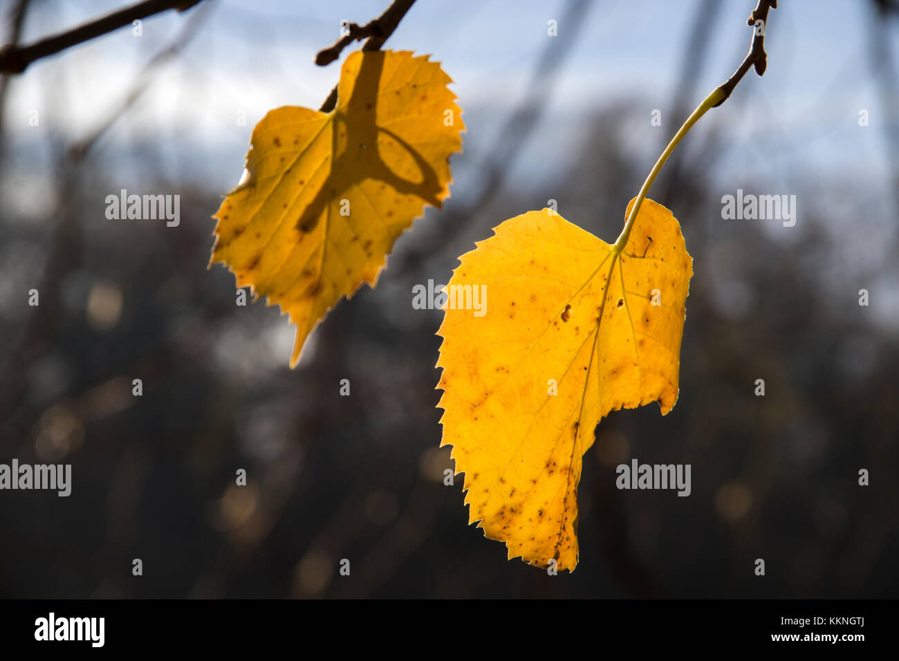 Outdoor leaves hi-res stock photography and images - Alamy