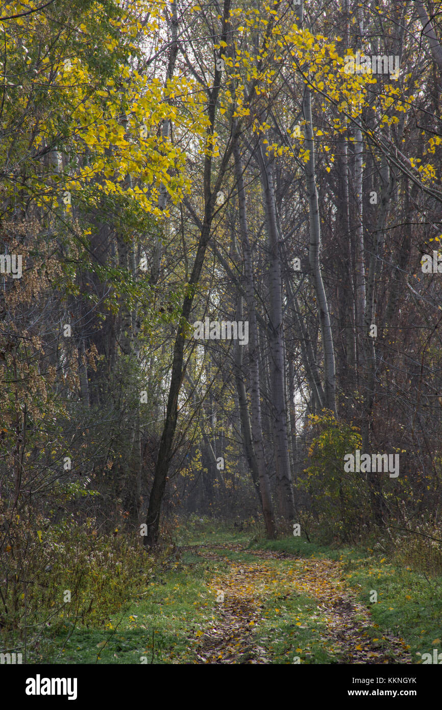 Forest trail in the fall Stock Photo - Alamy