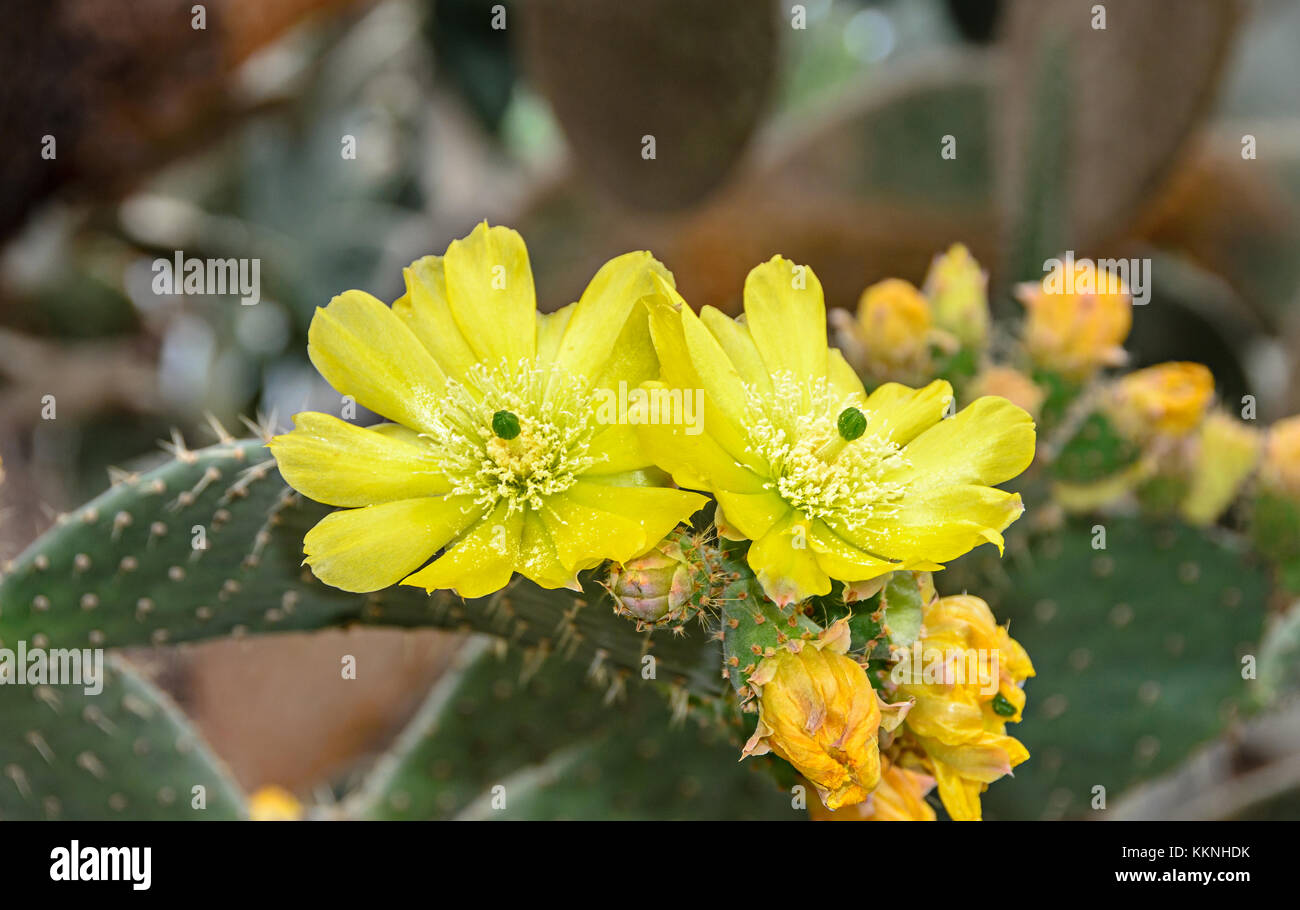 Yellow Opuntia humifusa flower, devil's-tongue (Limba Soacrei), eastern ...