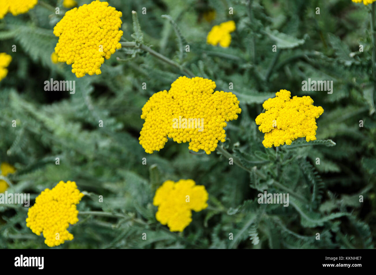 Yellow yarrow flowers, green field bush plant, Achillea millefolium ...