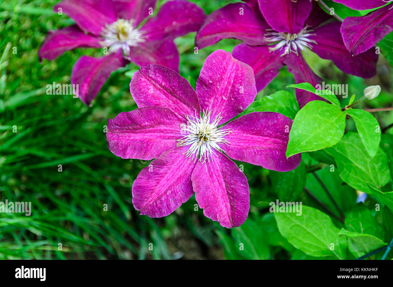 Clematis violet flower, Queen of Climbers, isolated, close up Stock ...