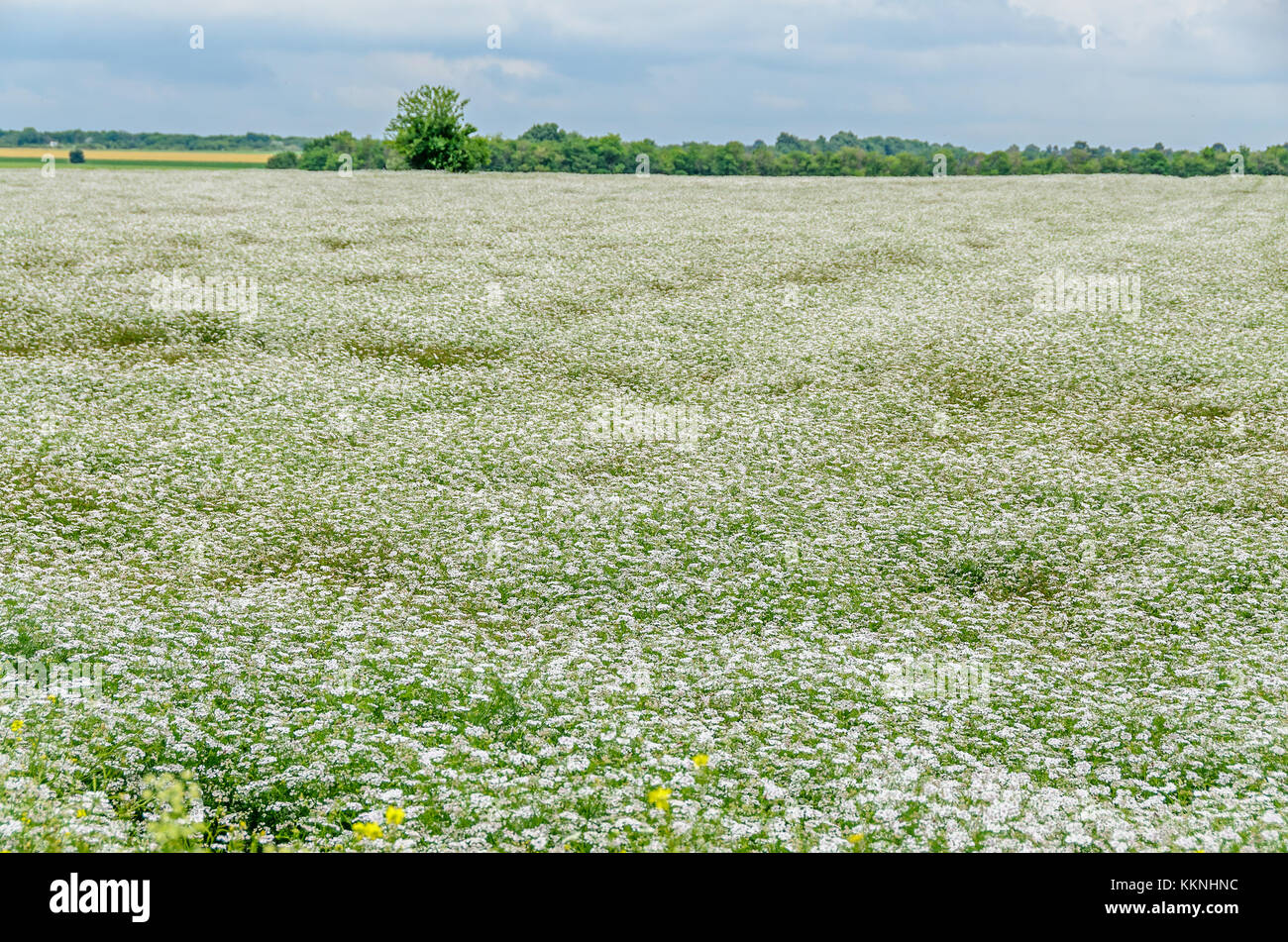 Countryside field with white Yarrow Achillea millefolium flowers, close ...