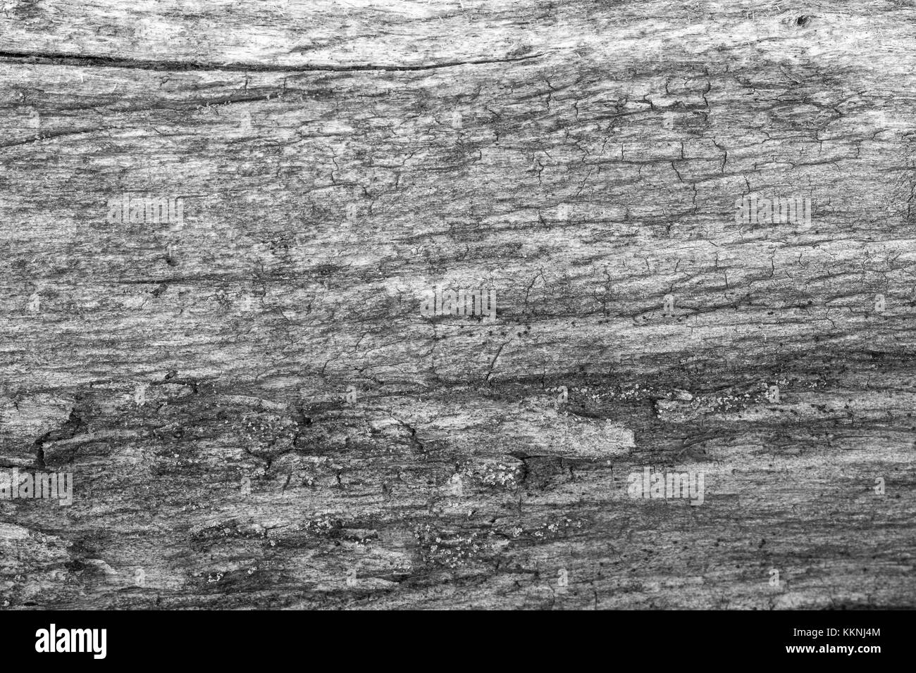 Close-up of an old gray tree trunk texture background in black and ...