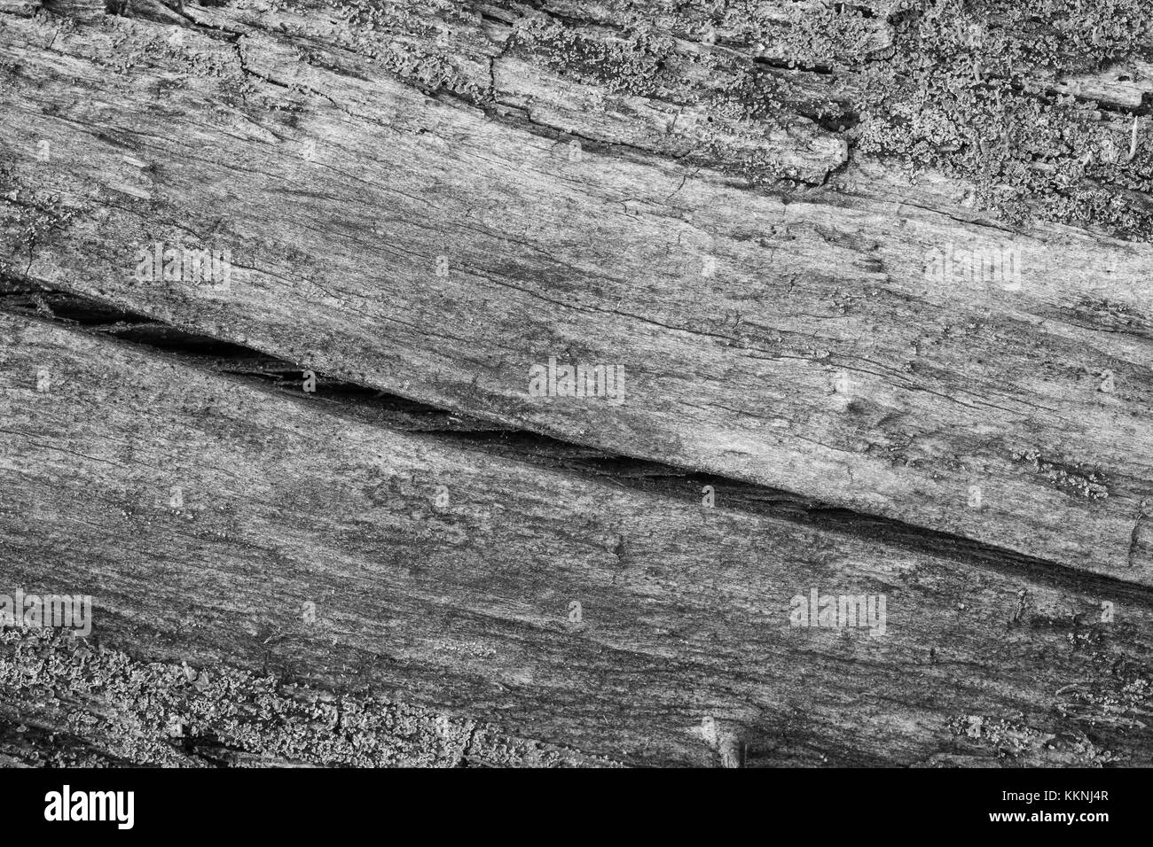 Close-up of an old gray tree trunk with moss texture background in ...