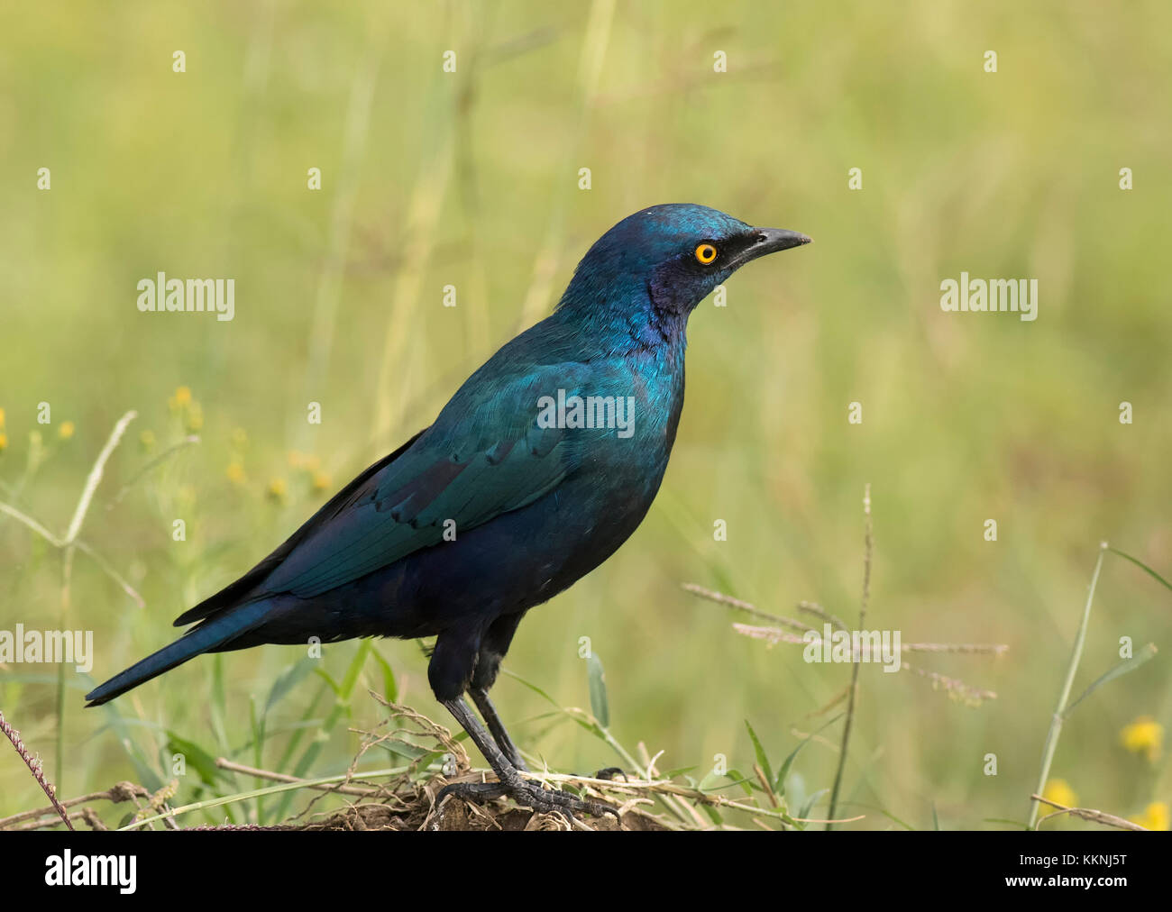 Kenyan starling hi-res stock photography and images - Alamy