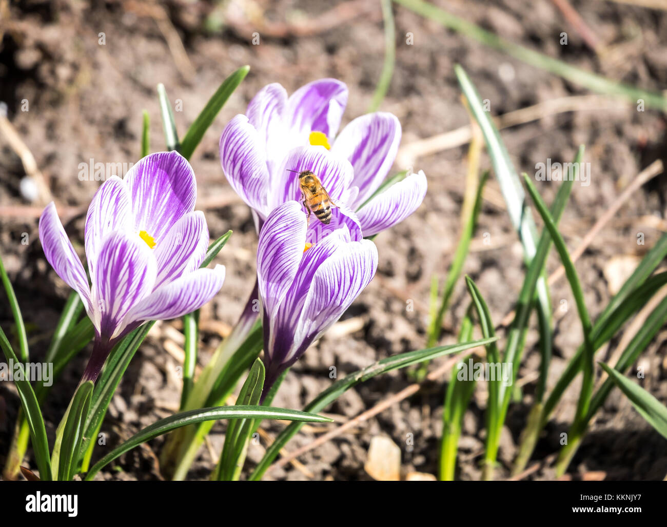 Crocus flowers on the flowerbed Stock Photo - Alamy