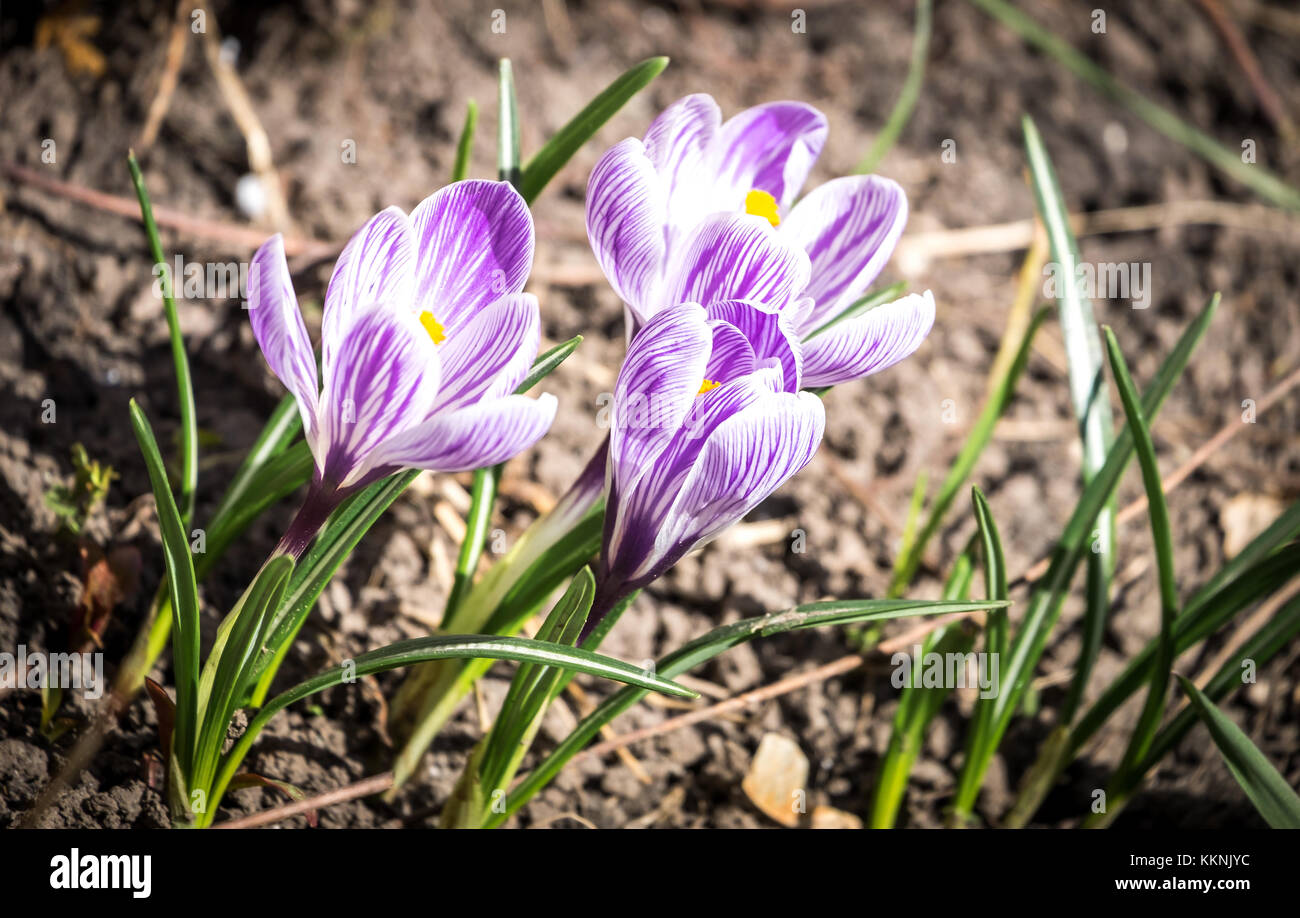 Crocus flowers on the flowerbed Stock Photo - Alamy