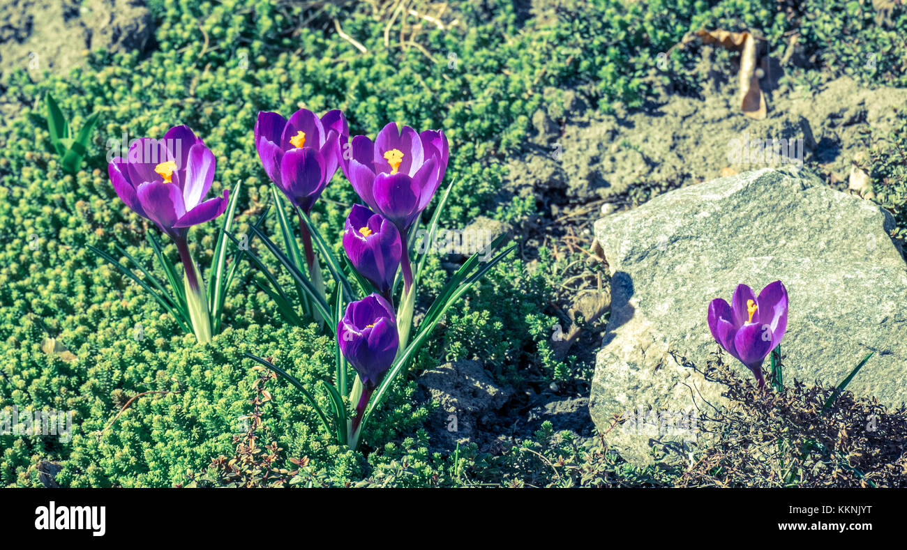 Crocus flowers on the flowerbed Stock Photo - Alamy