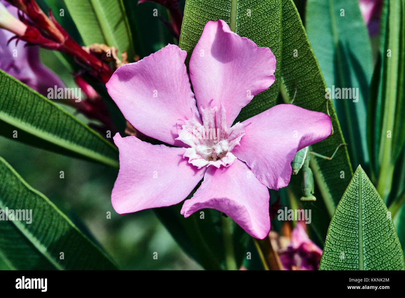 Details of a pink flower Nerium in Greece Stock Photo - Alamy
