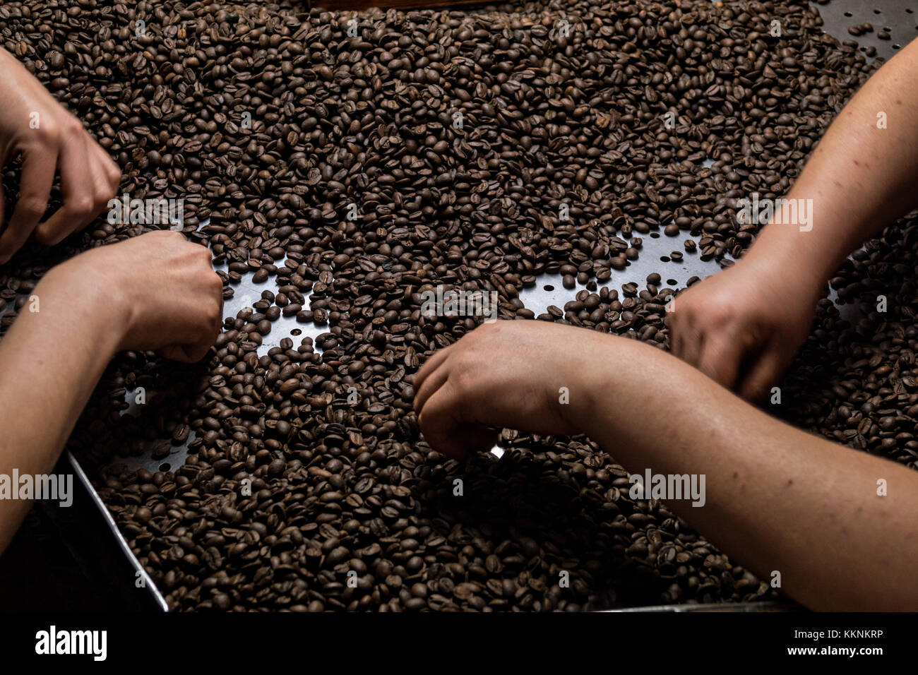 Hands sorting coffee beans hi-res stock photography and images - Alamy