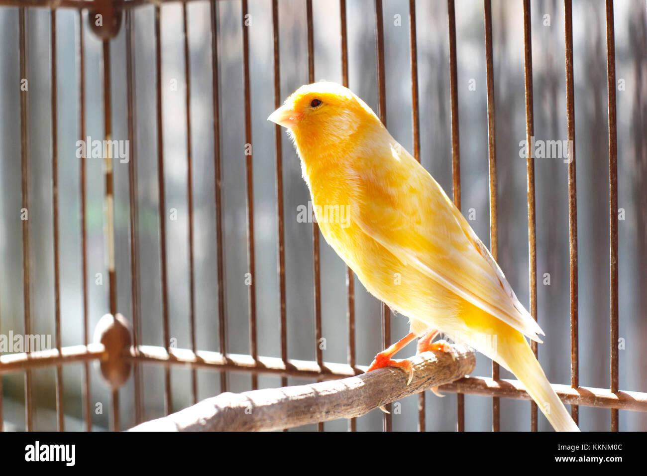 Beautiful yellow canary sitting on the cage Stock Photo - Alamy
