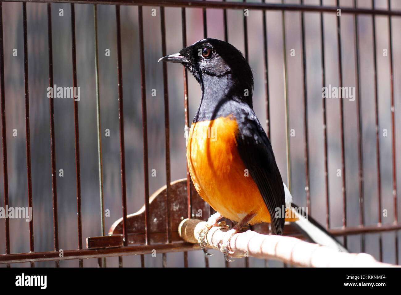 fighter bird or in asia called is a murai batu Stock Photo - Alamy