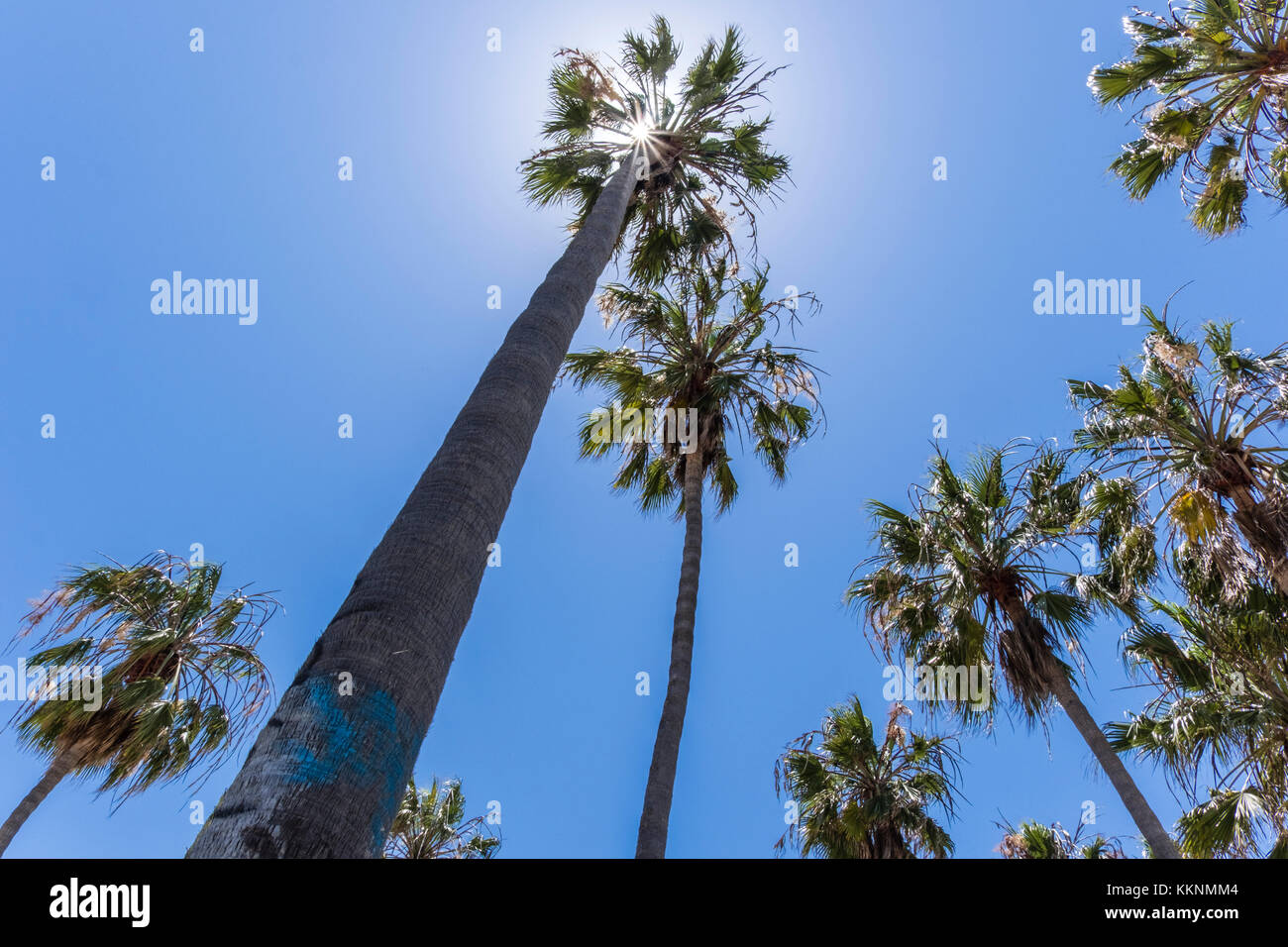 Palm trees in backlight, Venice Beach, Los Angeles, California, USA ...