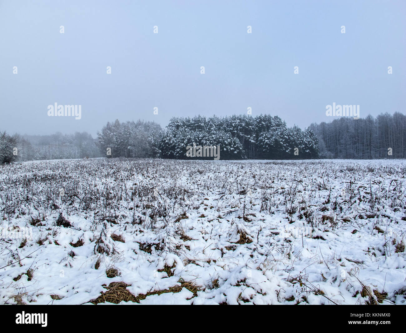 field covered with snow, cold winter Stock Photo - Alamy