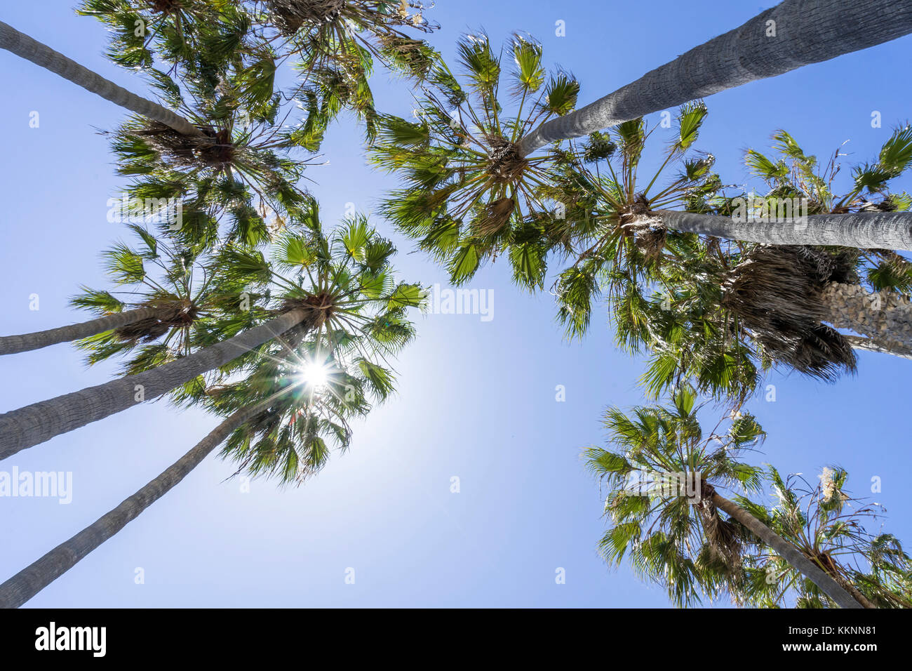 Palm trees in backlight, Los Angeles, California, USA Stock Photo - Alamy