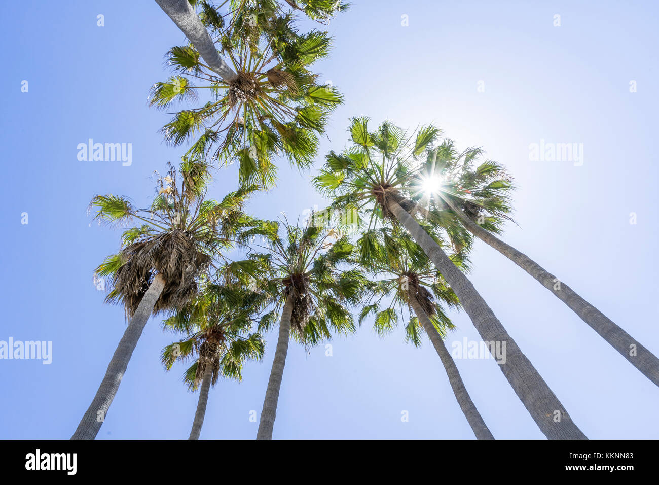 Palm trees in backlight, Los Angeles, California, USA Stock Photo - Alamy