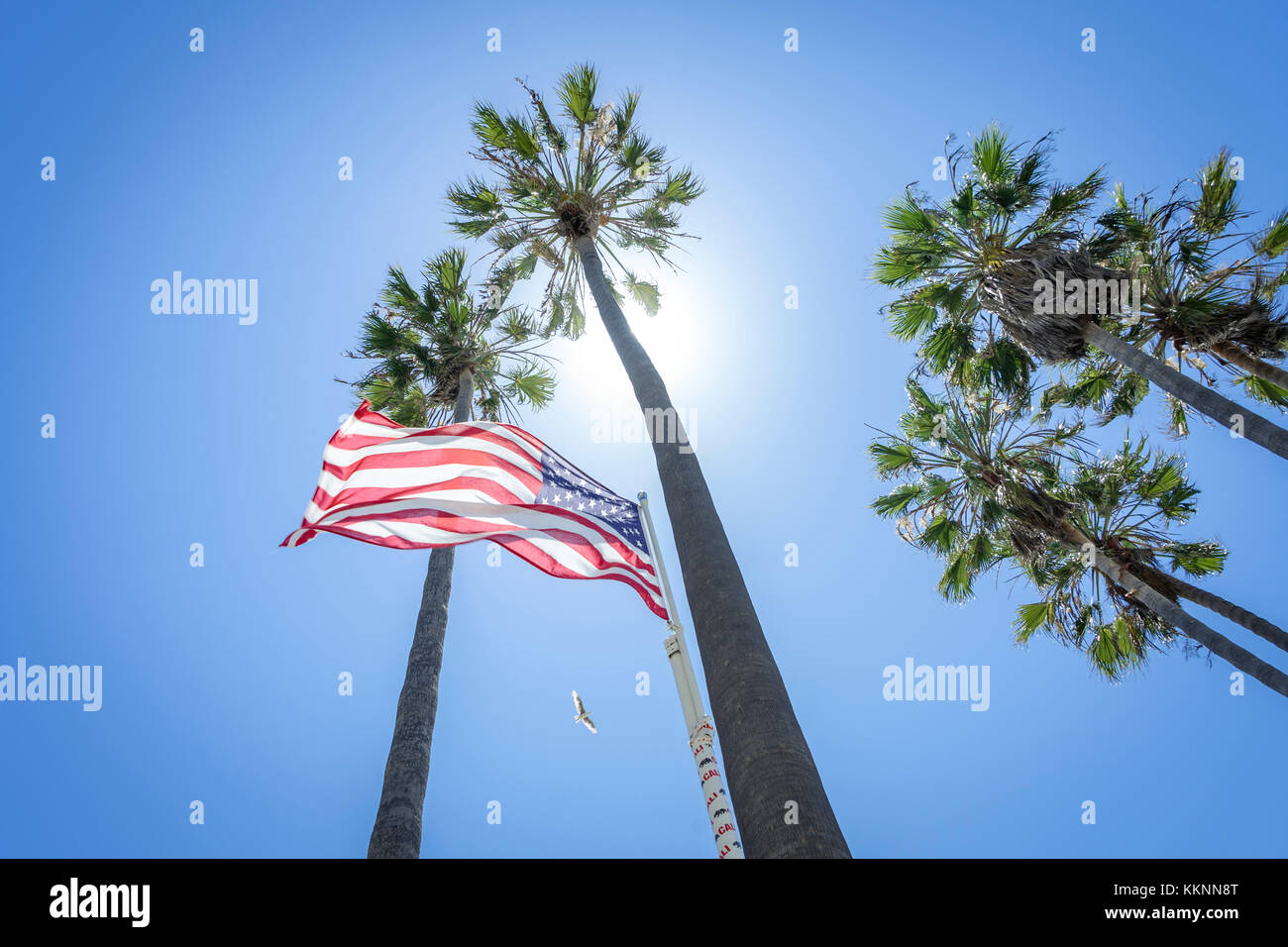 Palm trees in backlight, Los Angeles, California, USA Stock Photo - Alamy