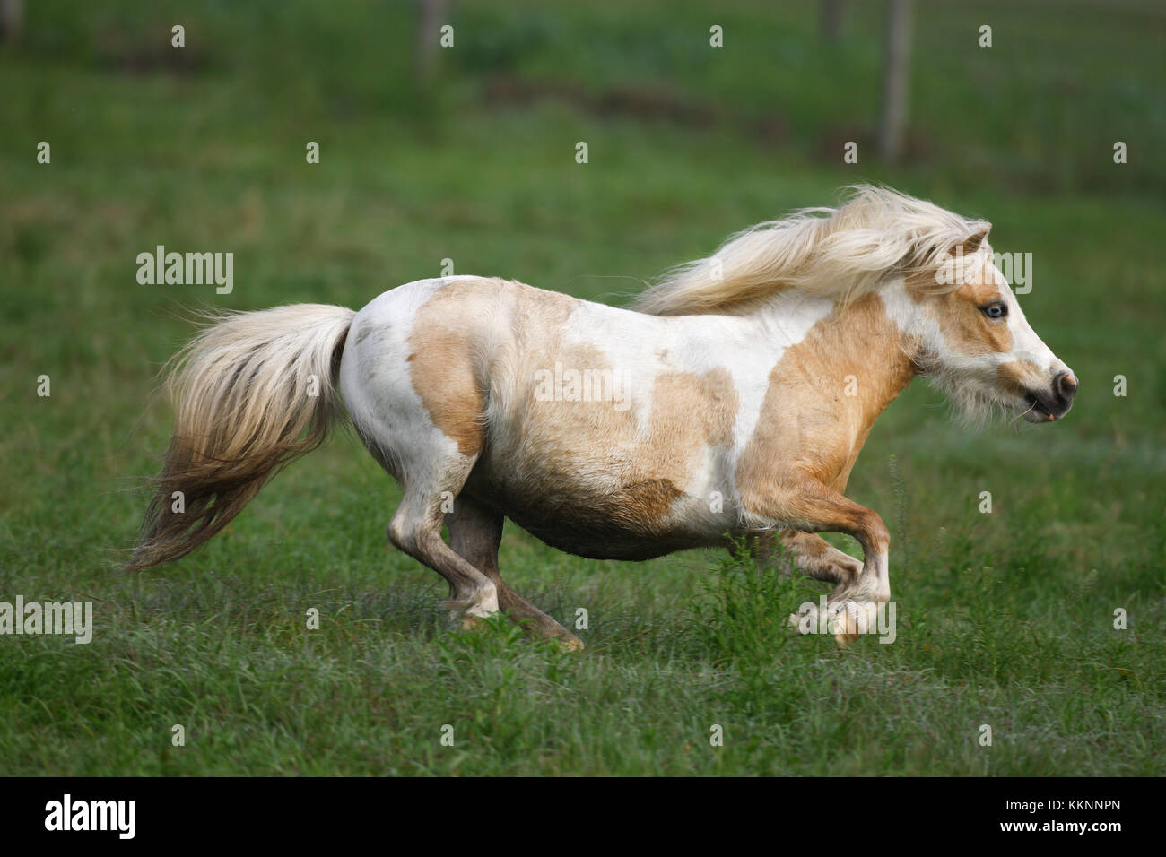 Pony cantering hi-res stock photography and images - Alamy