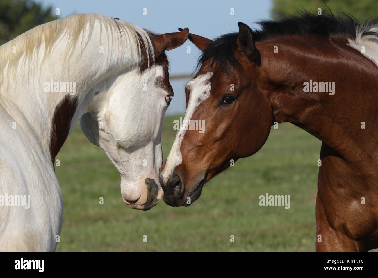 Two horses together hi-res stock photography and images - Alamy