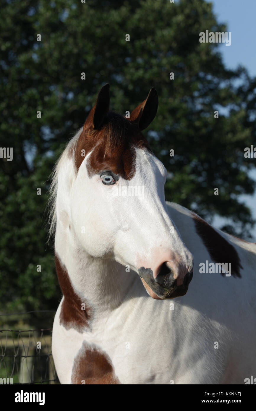 Tovero hi-res stock photography and images - Alamy