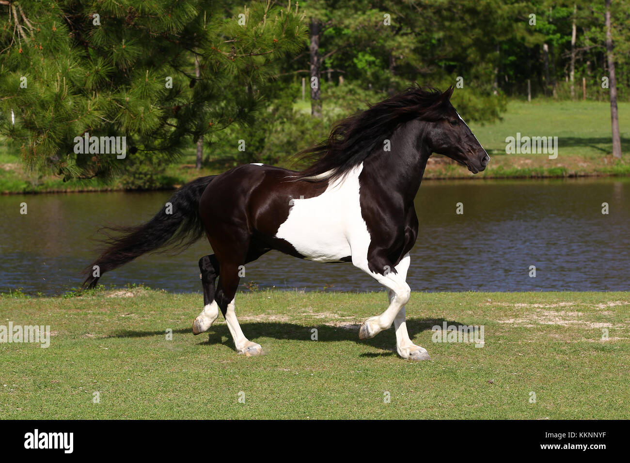 Percheron X High Resolution Stock Photography and Images - Alamy