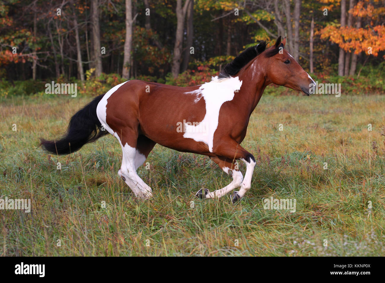 Tobiano Horse High Resolution Stock Photography and Images - Alamy