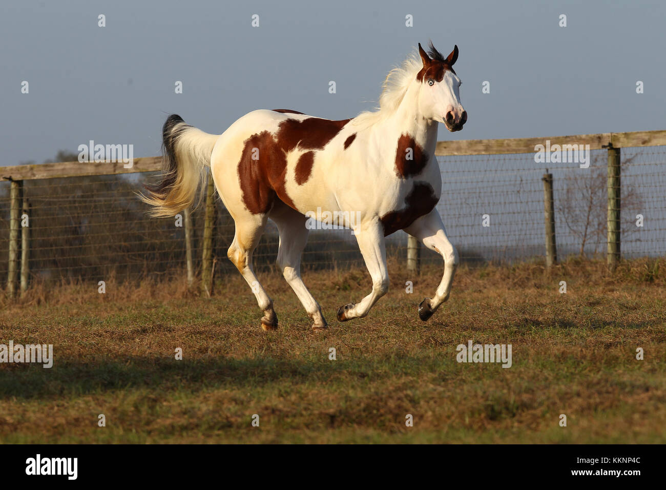 Tovero hi-res stock photography and images - Alamy