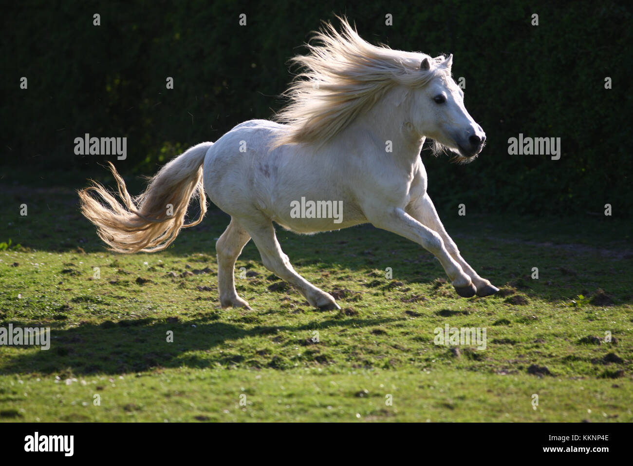 Back stallion hi-res stock photography and images - Alamy
