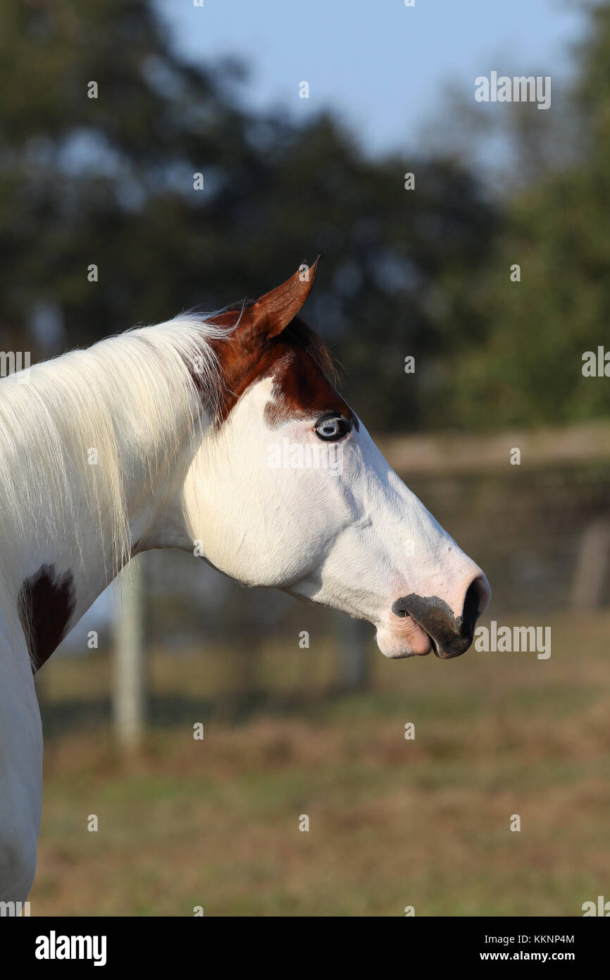 Tovero hi-res stock photography and images - Alamy